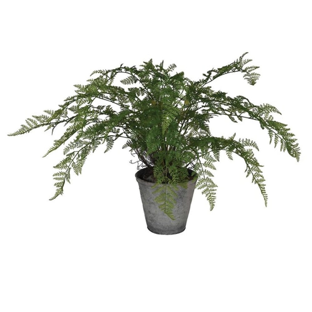 Fern Bush in Ceramic Pot – Angela Reed