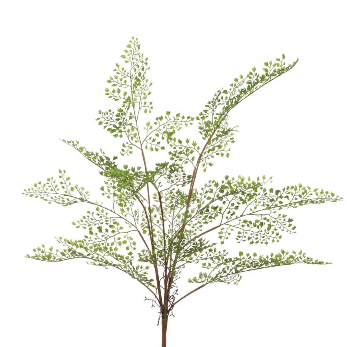Maidenhair Fern Bush – Angela Reed