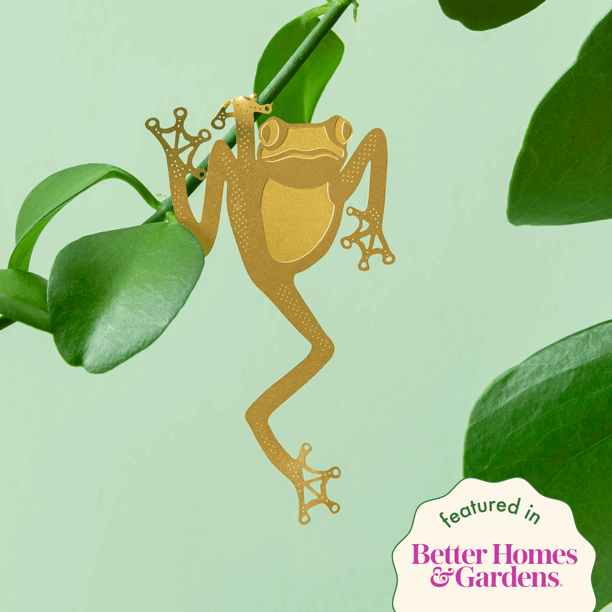 Plant Animal - Tree Frog, Unique House Plant Gift – Angela Reed